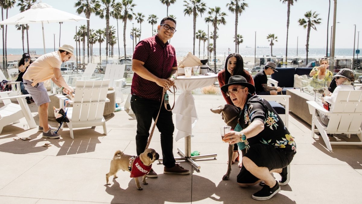 ‘Pup Fest’ at Paséa Hotel & Spa has doggy delights aplenty – NBC Los ...