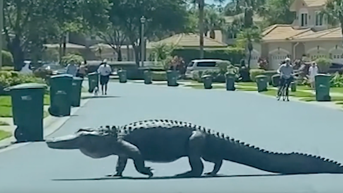 Video Shows Huge Alligator Crossing Street in Naples, Florida – NBC Los ...