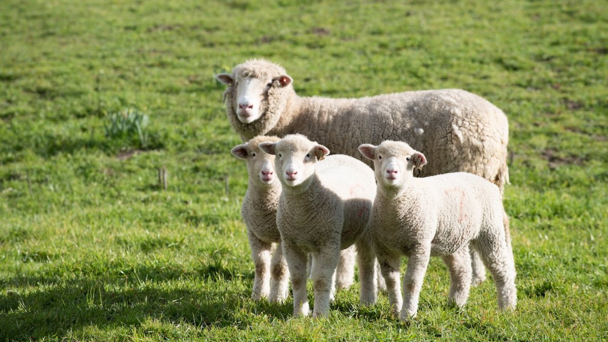 ‘Barnyard Babies’ to Tug Heartstrings at This Sonoma County Farm Trails ...