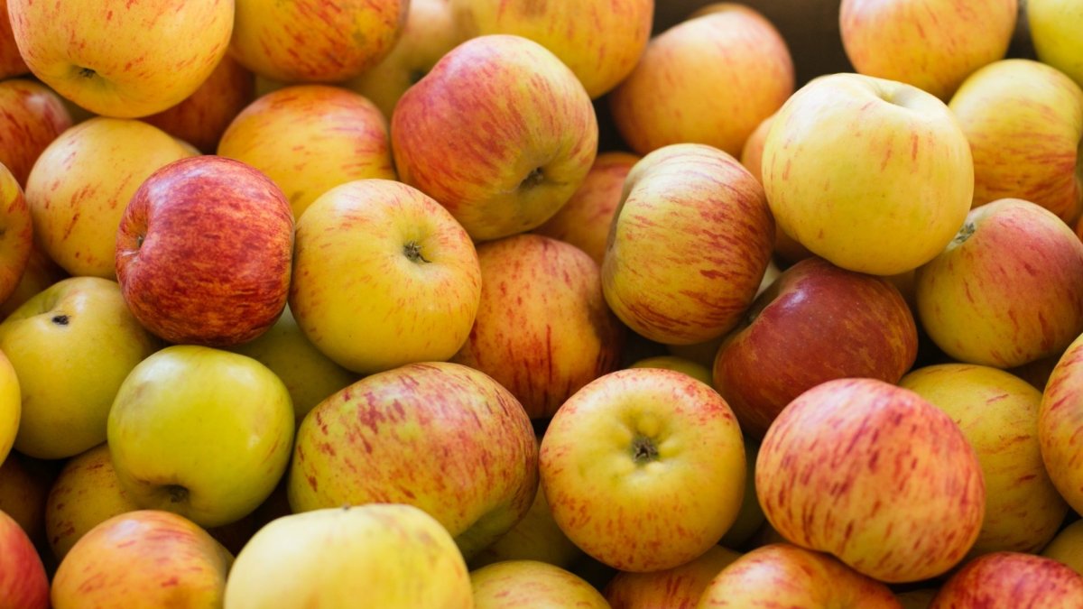 Fall Flavor on the Wind: The Gravenstein Apple Fair Turns 50 – NBC Los ...
