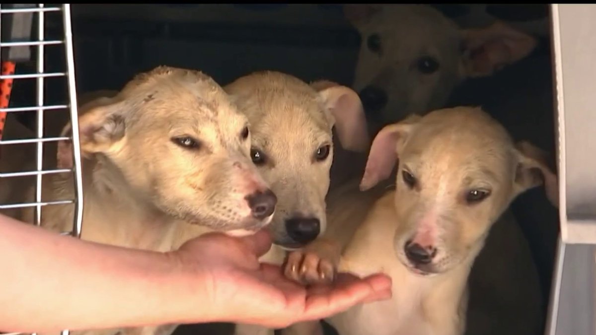 Dozen Dogs on Brink of Starvation Found in Lancaster ‘Dog Dumping ...