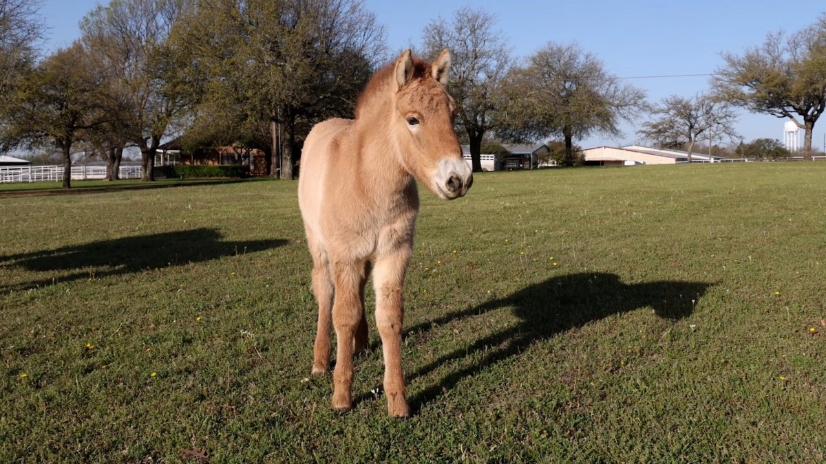 Scientists Announce Birth of 2nd Successful Cloned Horse – NBC Los Angeles