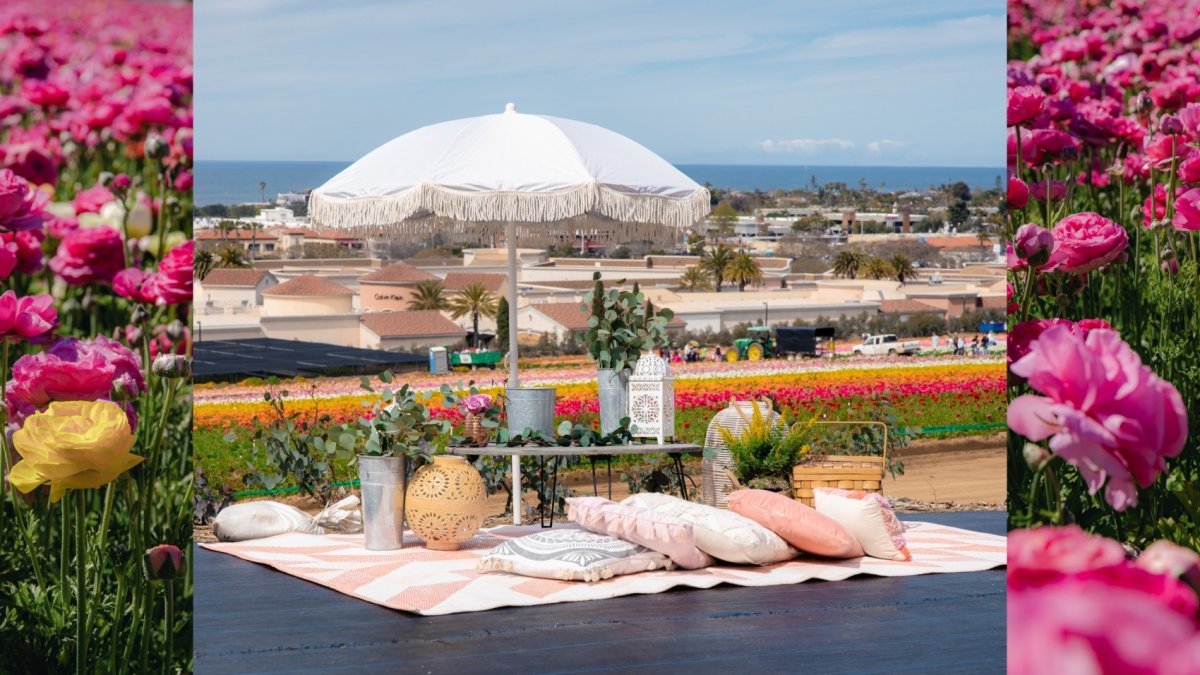 Picnic Alongside the Bright Blossoms of The Flower Fields – NBC Los Angeles