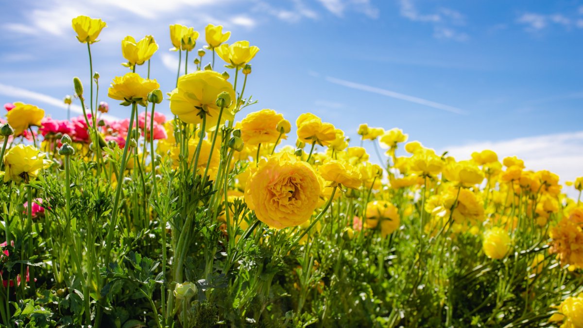 Peak Bloom Is ‘Officially’ Happening Now at The Flower Fields – NBC Los ...