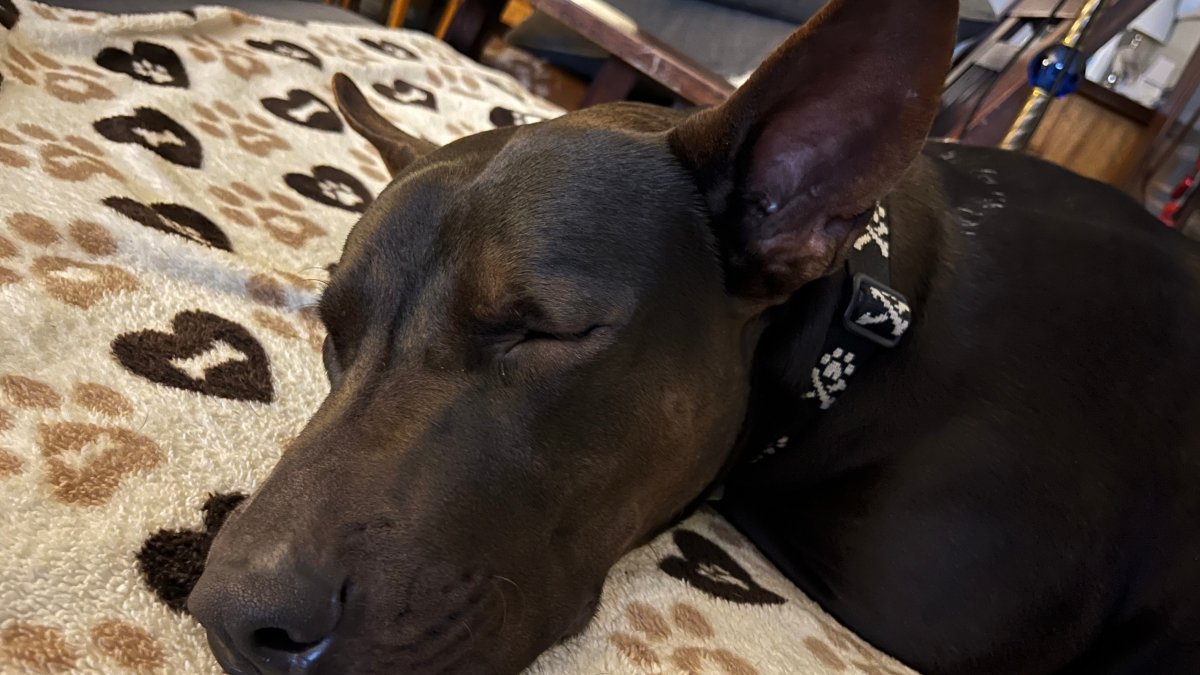 OC Family Welcomes Home Bruce the Dog Who Was In Shelter for 400+ Days ...