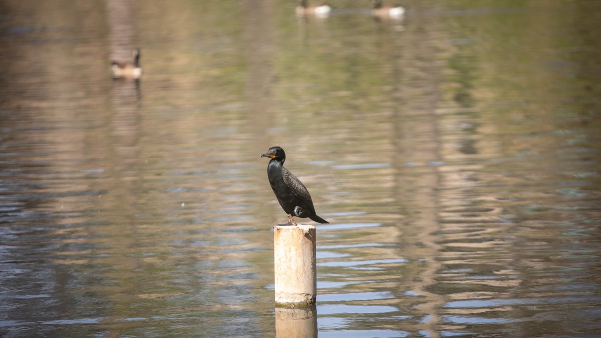 Hollenbeck Park Lake Recommended to Receive $25.1 Million for ...