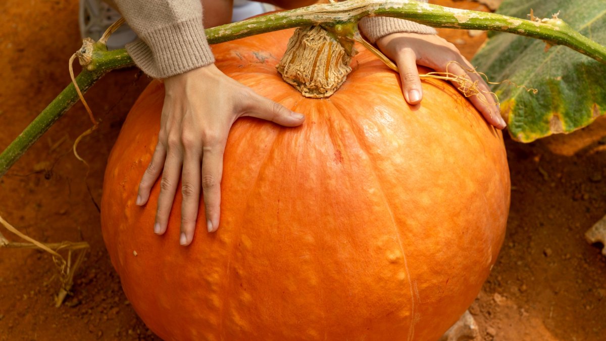 Pumpkins in Orange: A Festive Fall Showdown Will Take Seed This Spring ...