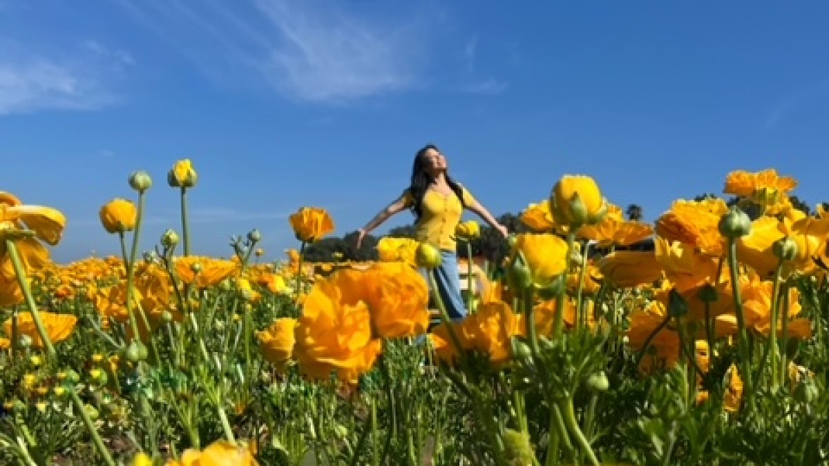 Exploring the Spring Super Bloom – NBC Los Angeles