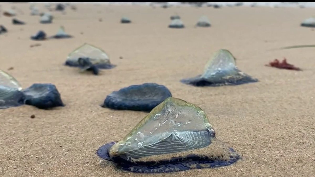 Velella Velella, Jellyfish-Like Creatures, Washing Up on SoCal Shores – NBC Los Angeles