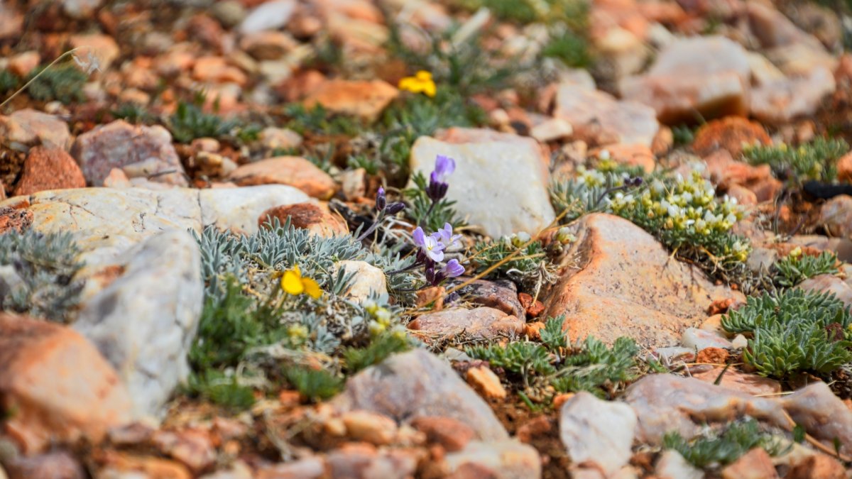 ‘Belly Plants of the Pebble Plains’ May Sound Sci-Fi, but the Big Bear ...