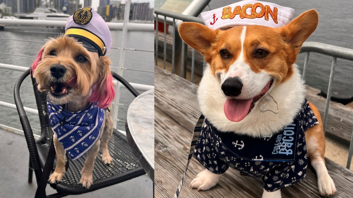 Adorable Animals Ahoy: A Furry Fundraiser Successfully Set Sail – NBC ...