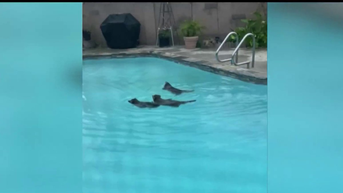 Raccoon Pool Party in Huntington Beach – NBC Los Angeles
