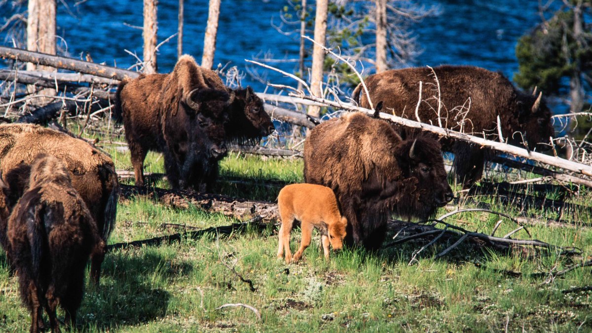 Baby Bison Killed at Yellowstone After Man Picked It Up – NBC Los Angeles