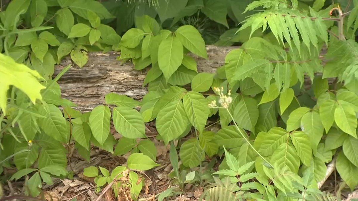 How to get rid of poison ivy – NBC Los Angeles
