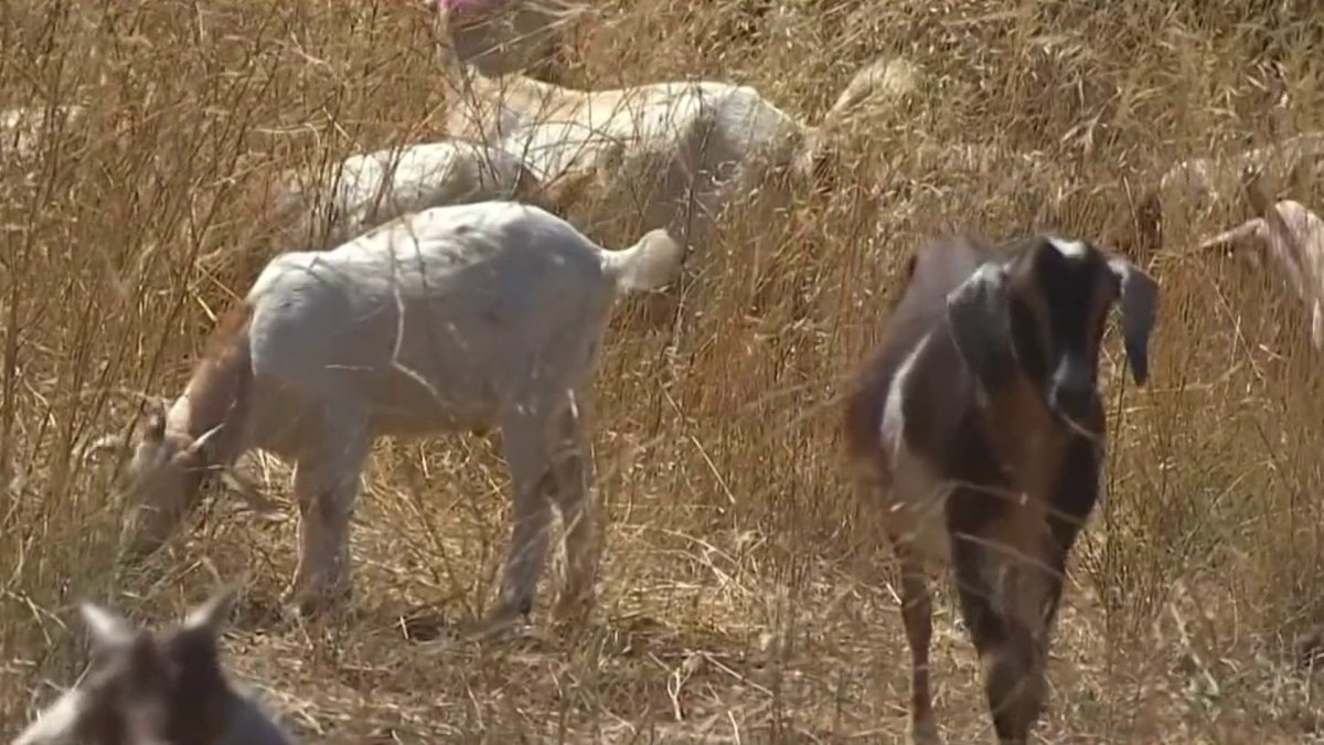Grazing goats in San Bernardino work to prevent fires – NBC Los Angeles