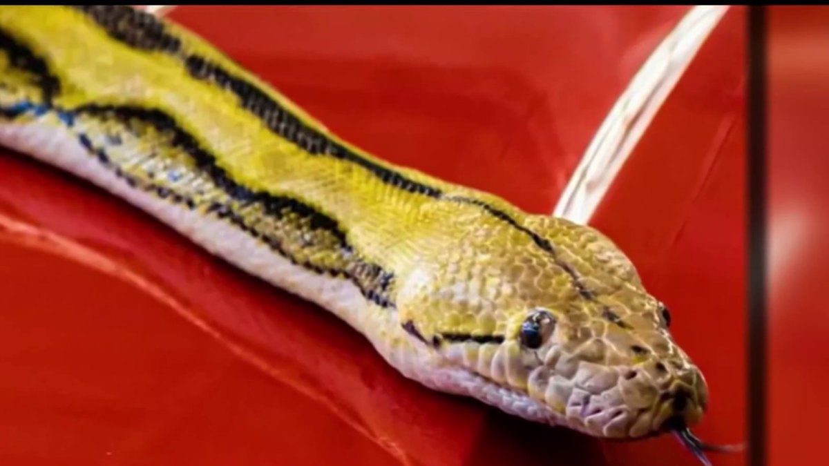 Family searches for their missing pet python in Chatsworth – NBC Los ...