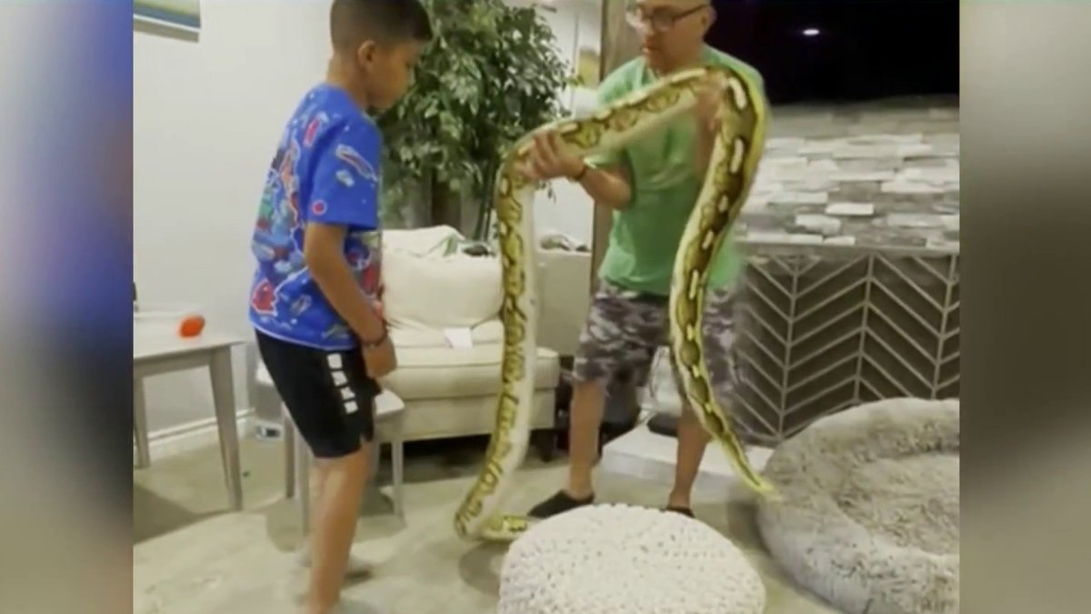 Missing pet python found in Chatsworth – NBC Los Angeles