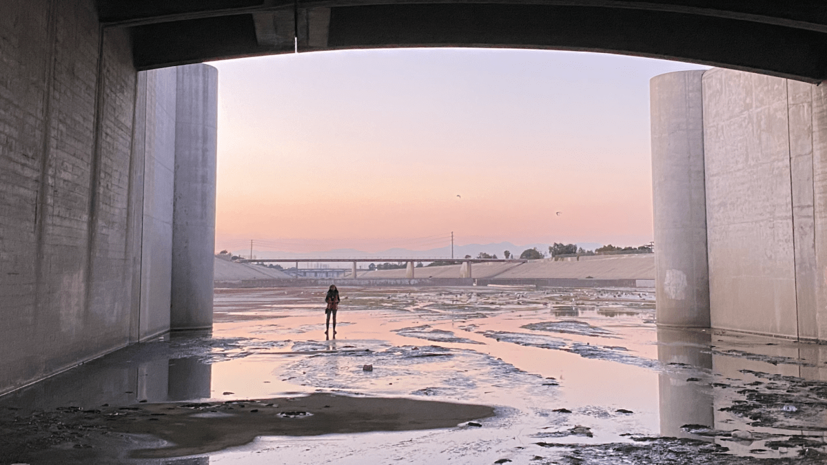 Bat buffs, help count local roosts with Natural History Museum guides ...