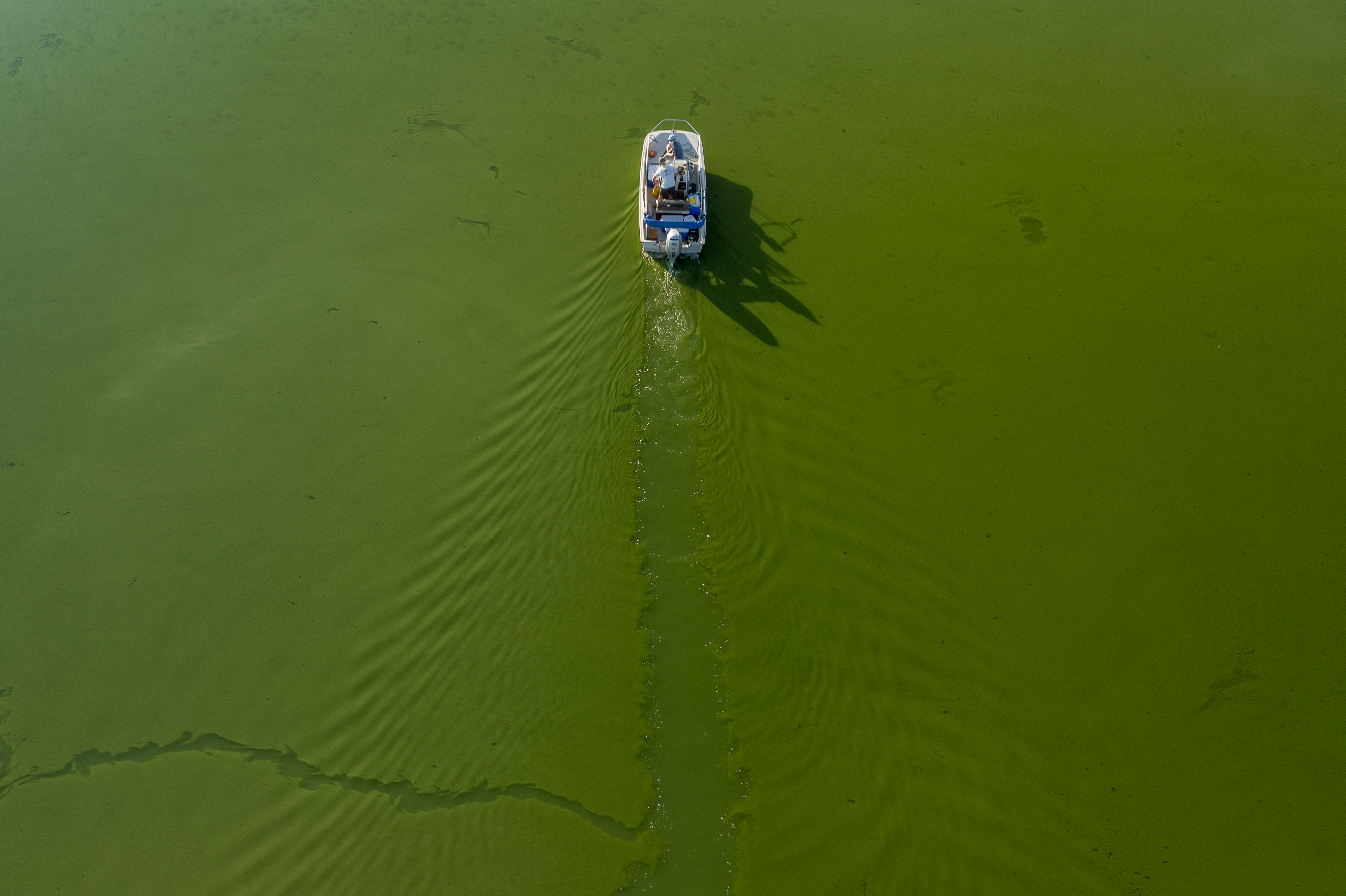 Algal blooms posing risks to human health are becoming more frequent ...