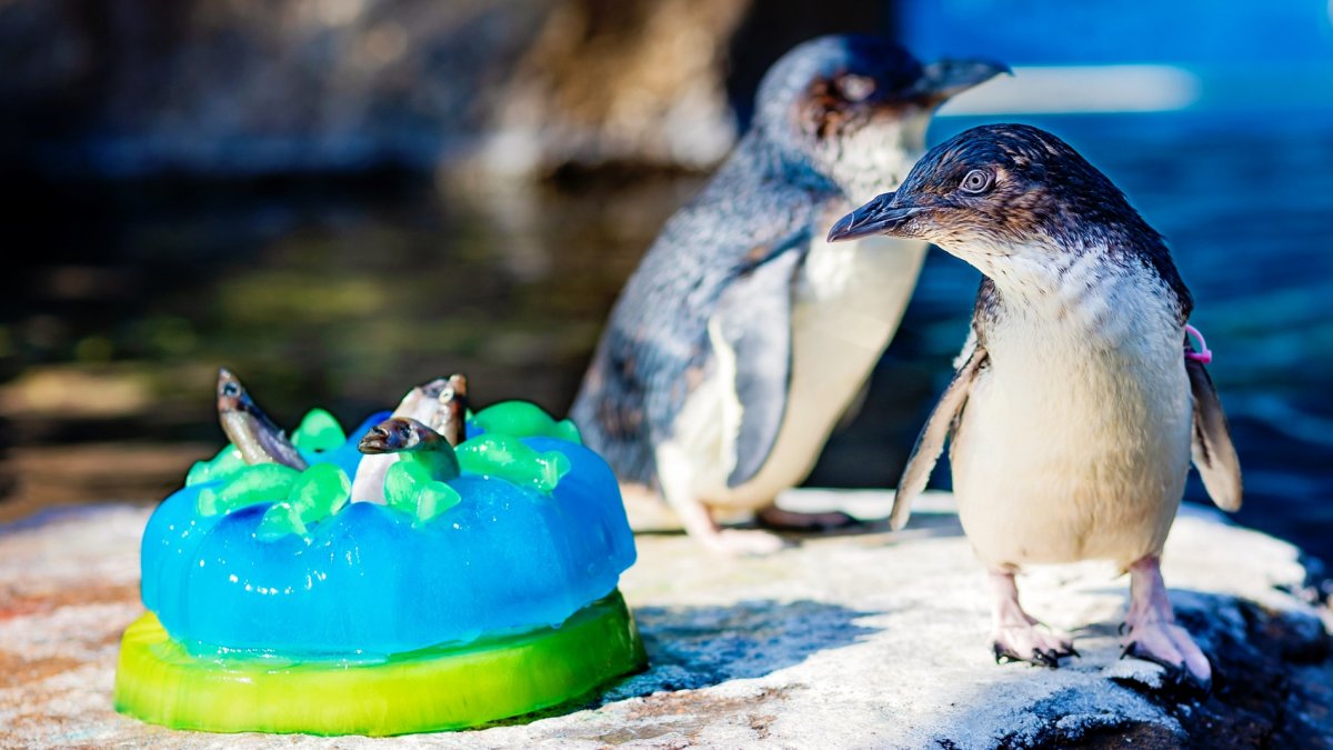 We’re flapping our wings over Little Blue Penguin Day – NBC Los Angeles