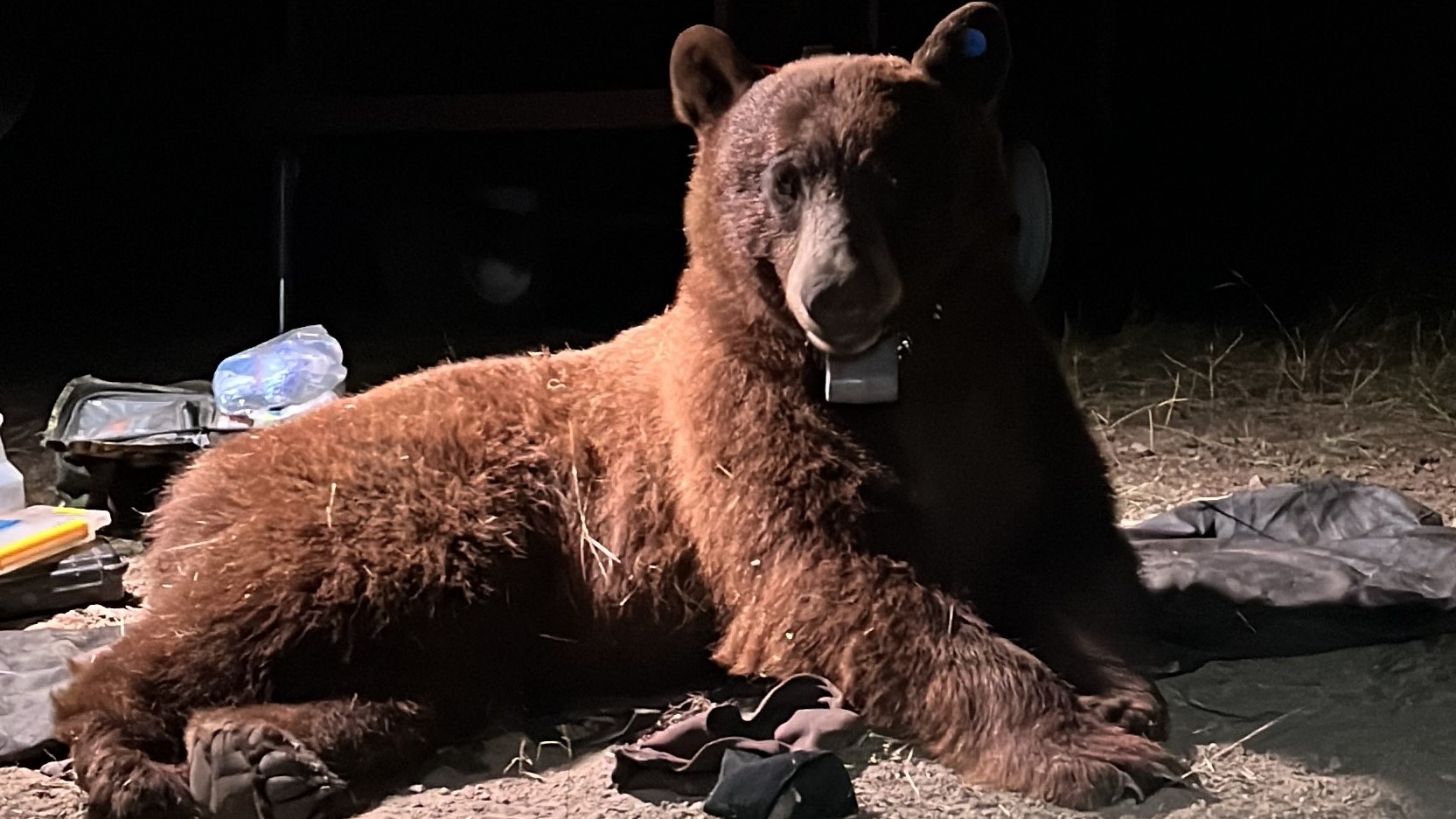 Rambling bear BB-12 killed on 101 Freeway northwest of LA – NBC Los Angeles
