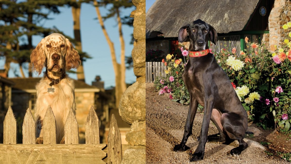 Canine adventures in Carmel-by-the-Sea: Here’s where to trot with your ...