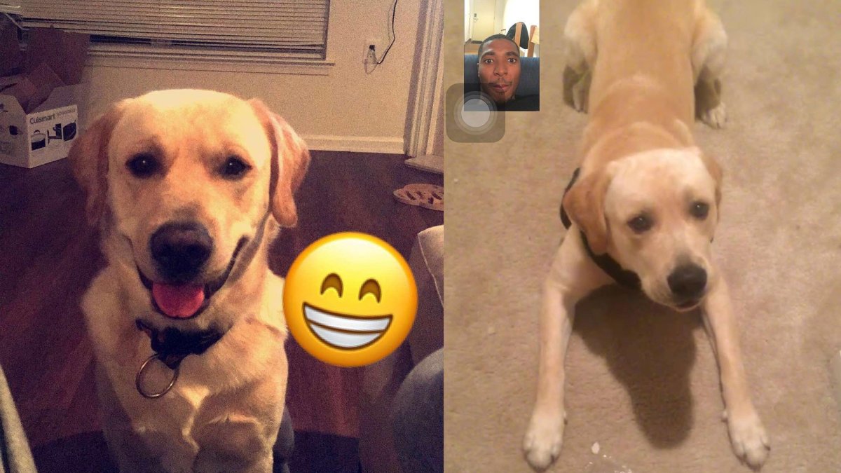 Brooklyn Nets’ Mikal Bridges loves being a dog dad to Sonny – NBC Los ...