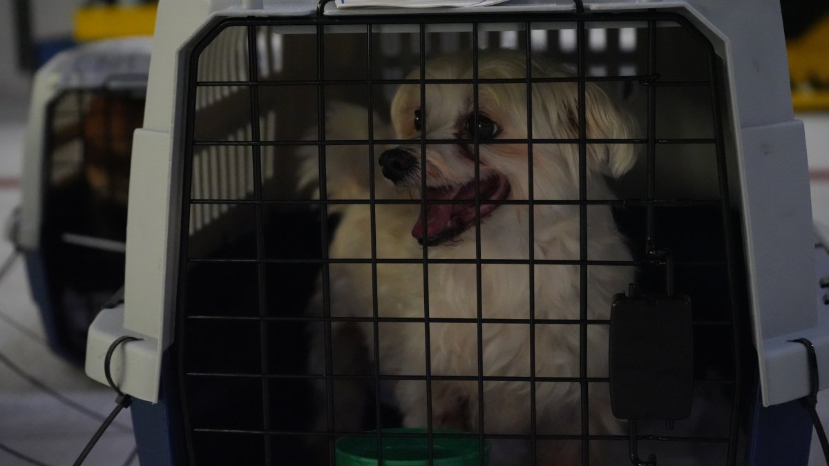 270 dogs, cats rescued from overcrowded shelters in airlift mission ...