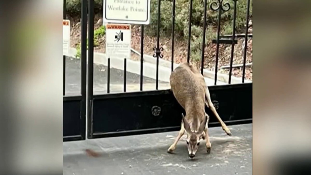 Firefighters help two deer stuck in fence in Westlake Village – NBC Los ...
