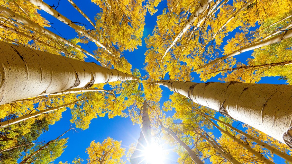 Leaf peepers, ‘California Fall Color’ is back with golden suggestions ...