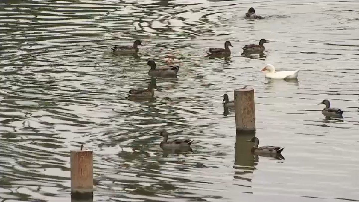 Mystery surrounds dead ducks found at Hollenbeck Park – NBC Los Angeles