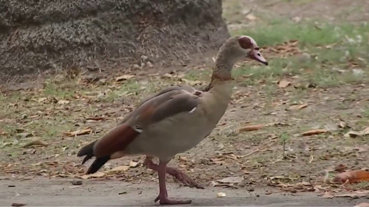Ducks mysteriously wash up dead in Boyle Heights – NBC Los Angeles