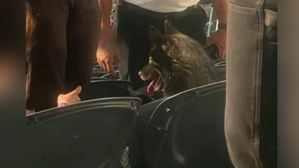Four-legged Metallica fan sneaks into concert at SoFi Stadium – NBC Los ...