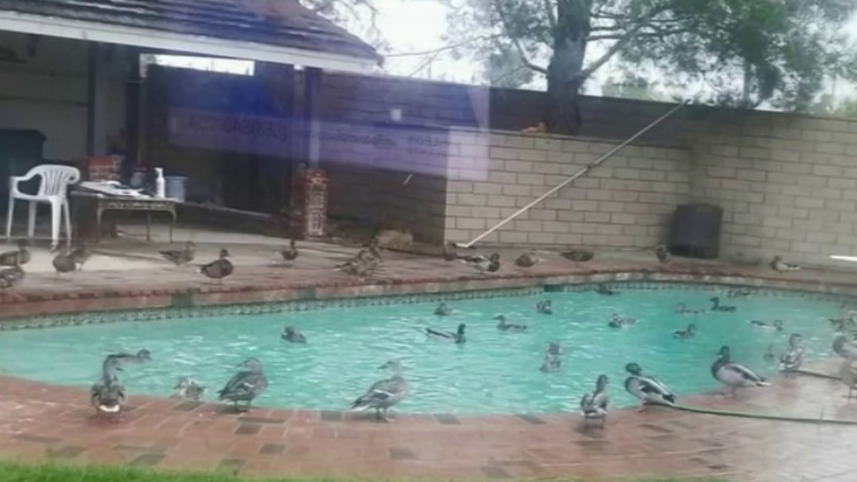 Over 30 ducks seen hanging out near the pool of an Inland Empire home ...