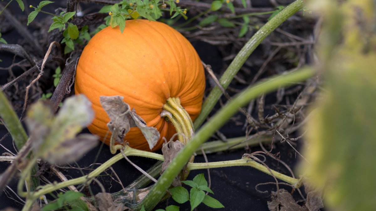 You’ve been to pumpkin patches, but here’s your chance to pick pumpkins off the vine – NBC Los ...