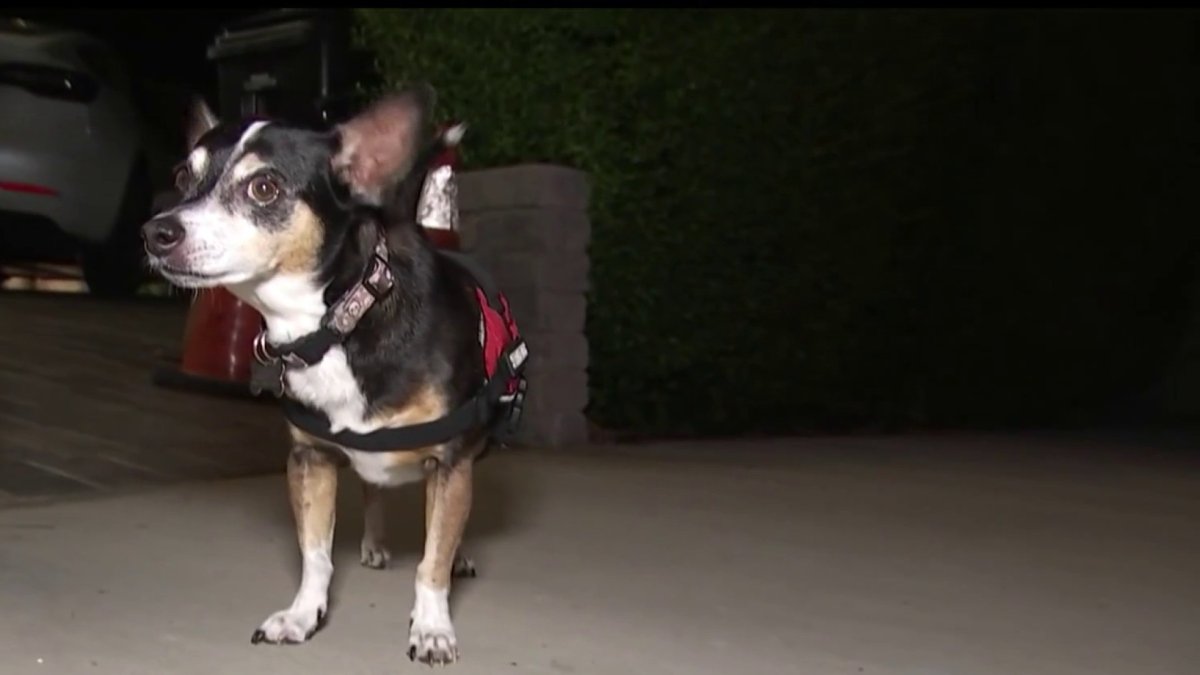 Missing Rowland Heights service dog reunites with family – NBC Los Angeles