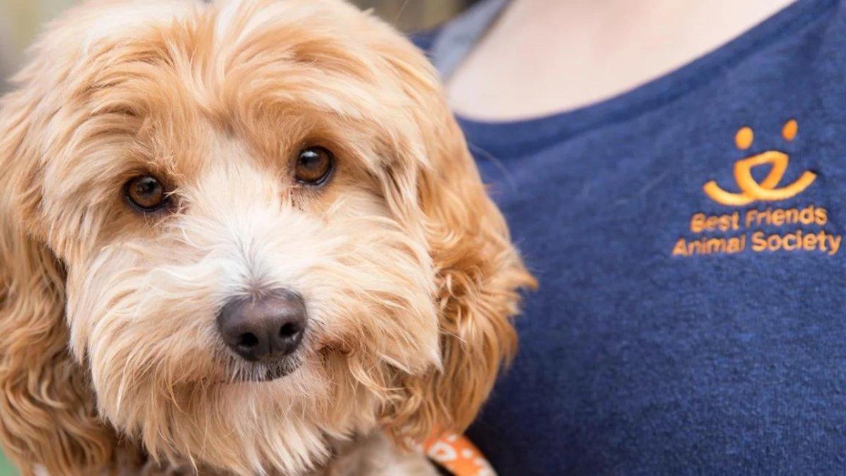 Meet your cuddle buddy during Best Friends Animal Society’s ‘National ...
