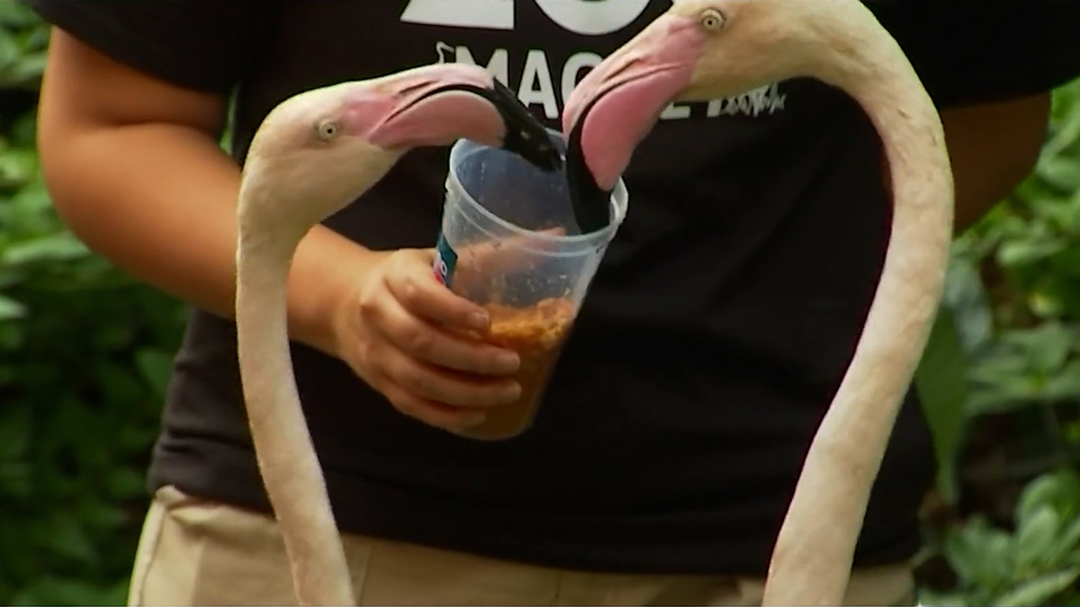 LA students study live animals at ‘zoo magnet school’ – NBC Los Angeles