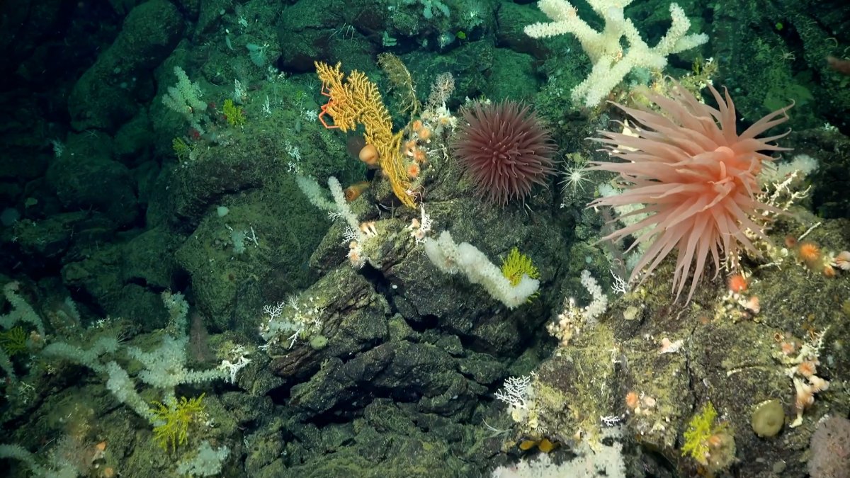 Scientists discover two deep-sea coral reefs off the Galapagos Islands ...