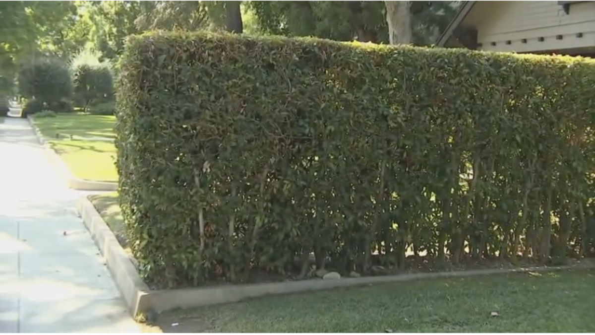 ‘Halloween’ hedge in South Pasadena still attracts visitors after 45 ...