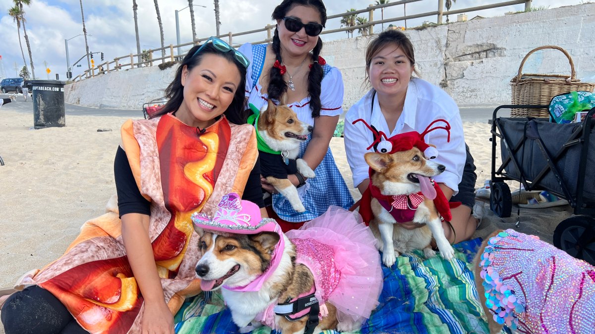The biggest corgi ‘paw-ty’ in the country is headed seaside, to ...