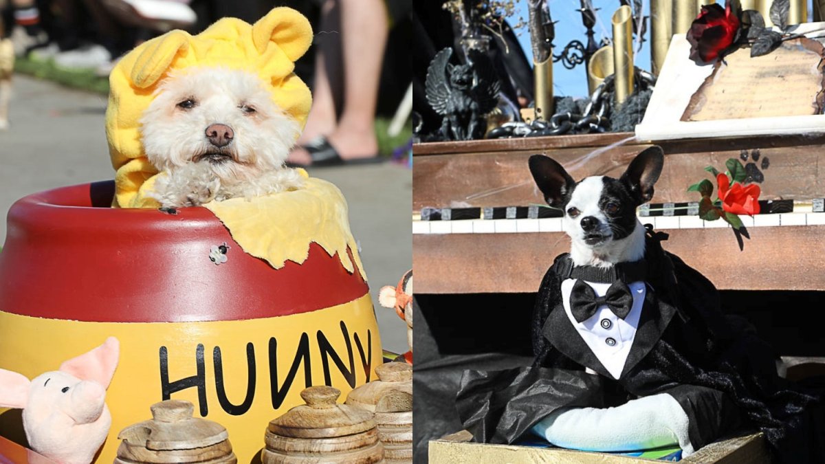 The Haute Dog Howl’oween Parade’s creative canine costumes go the doggy ...