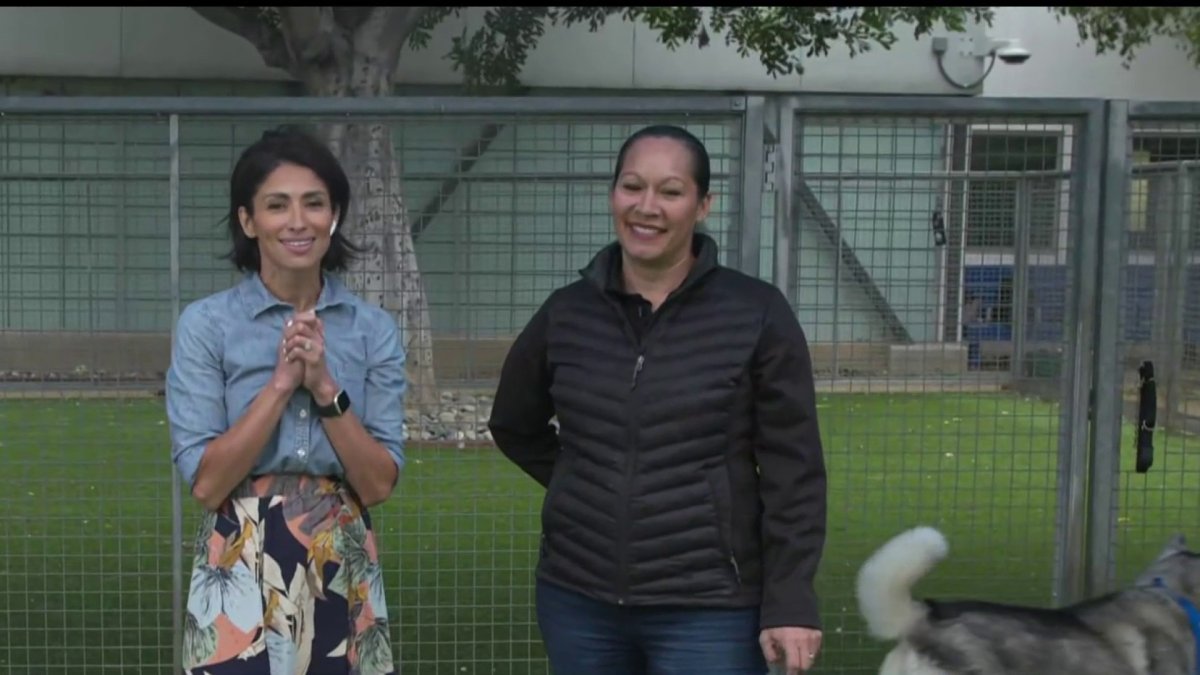 Los Angeles Chargers are teaming up with East Valley Animal Services Center to help you adopt ...