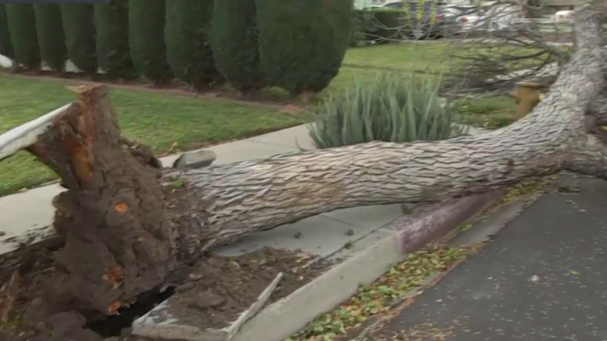 Strong winds knock down trees in Mission Hills – NBC Los Angeles