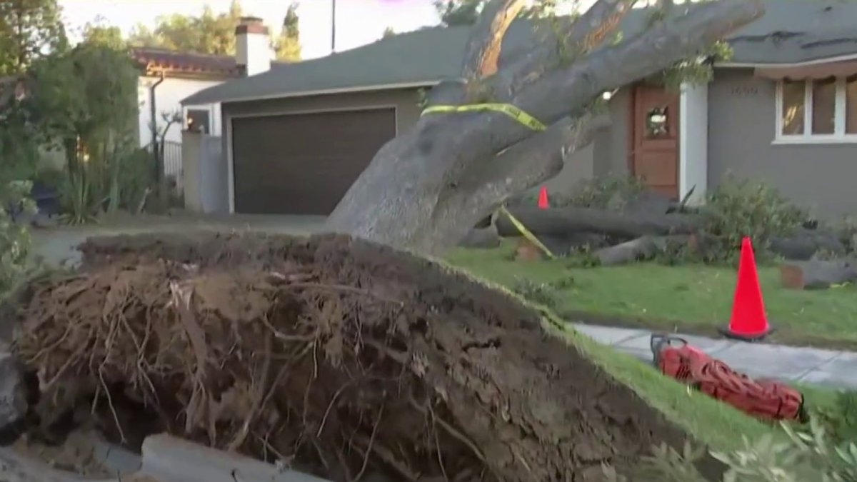 Strong winds knock down several trees in Riverside – NBC Los Angeles