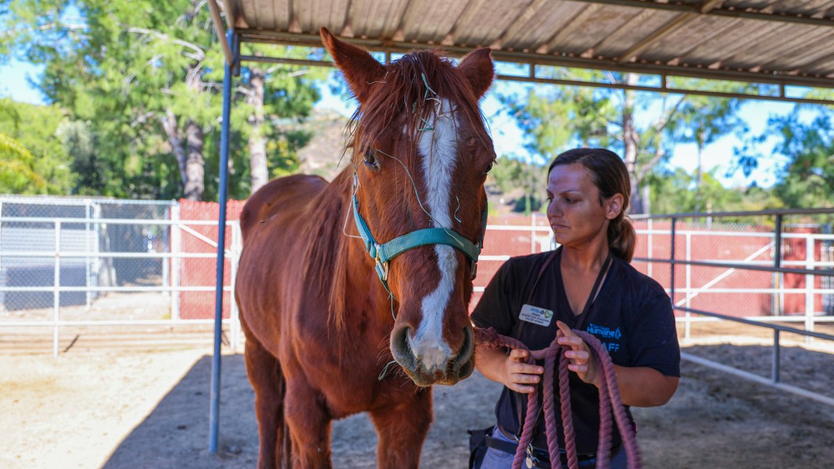 Investigation begins after 1 of 2 abandoned horses euthanized: San ...