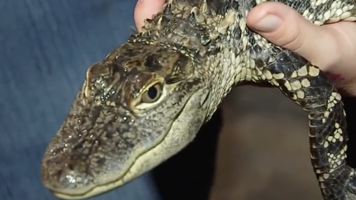 San Bernardino police find alligators during investigation – NBC Los ...