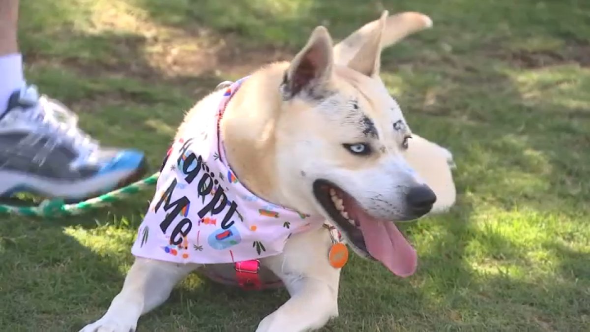 Pet adoption drive to be held at LA State Historic Park on Sunday – NBC ...