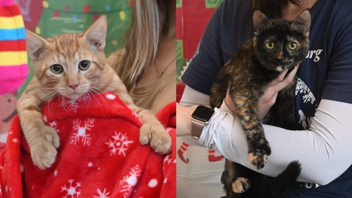 ‘Kittens in Mittens’: Meet seven polydactyl (and adoptable!) cuties in ...