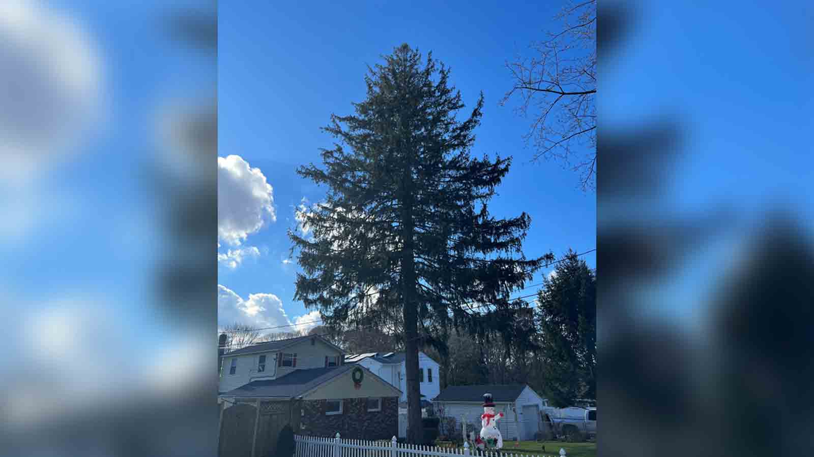 How the Rockefeller Center Christmas tree is picked and moved – NBC Los ...